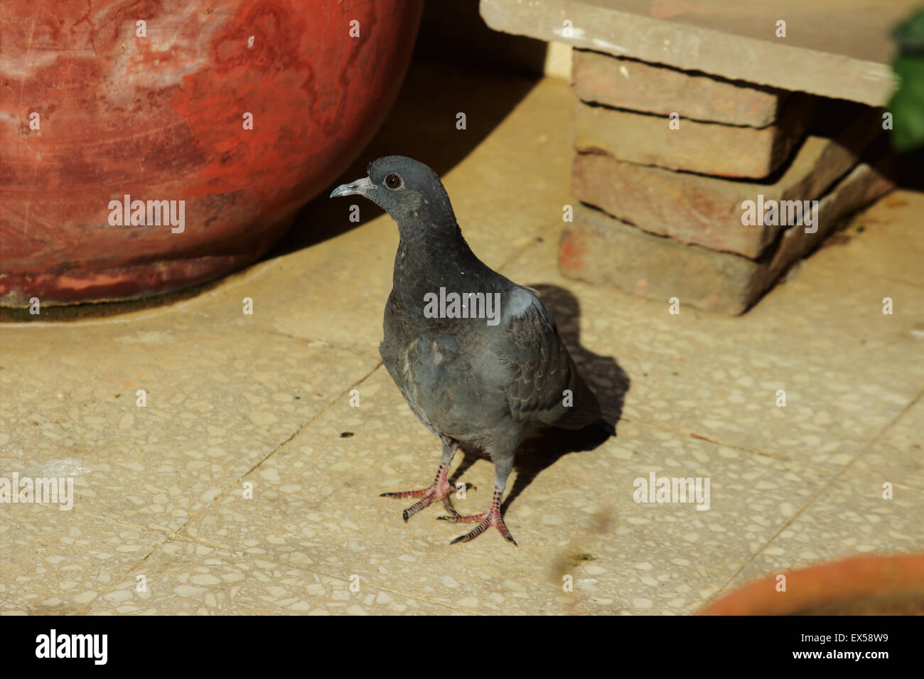 Old and unwell hi-res stock photography and images - Alamy