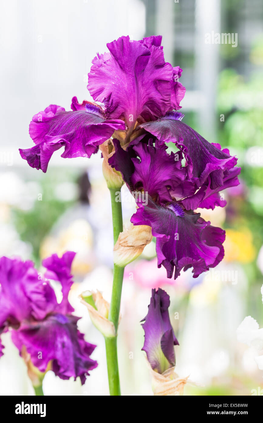 Bearded flowers hi-res stock photography and images - Alamy