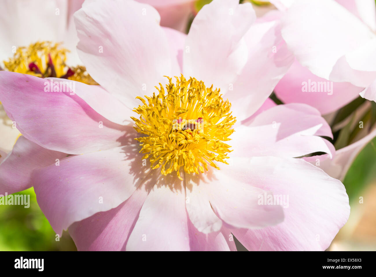 Closeup beautiful peony flowers hi-res stock photography and images - Alamy