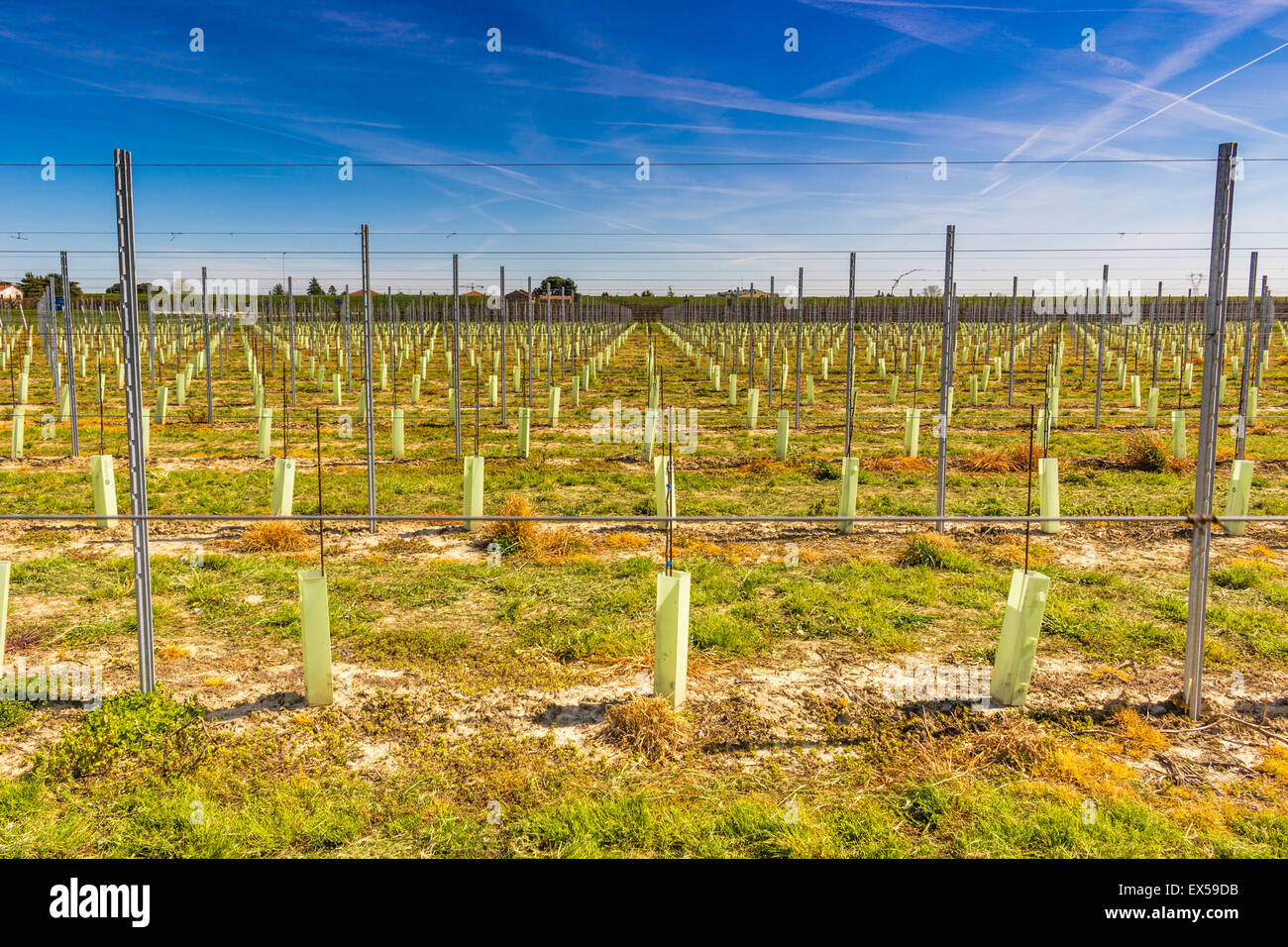 fields of newly planted orchards and organized into geometric rows ...
