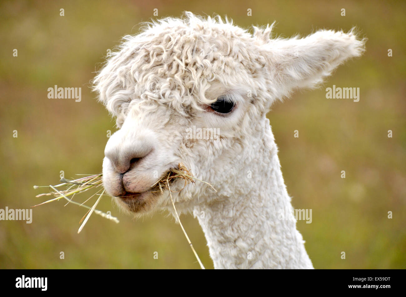 Llamas eating hi-res stock photography and images - Alamy