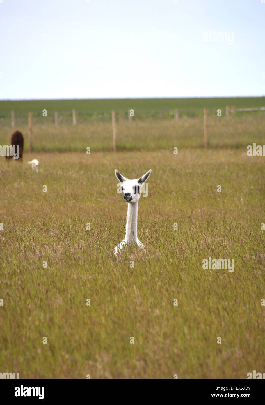 Alpaca hiding in grass Stock Photo - Alamy