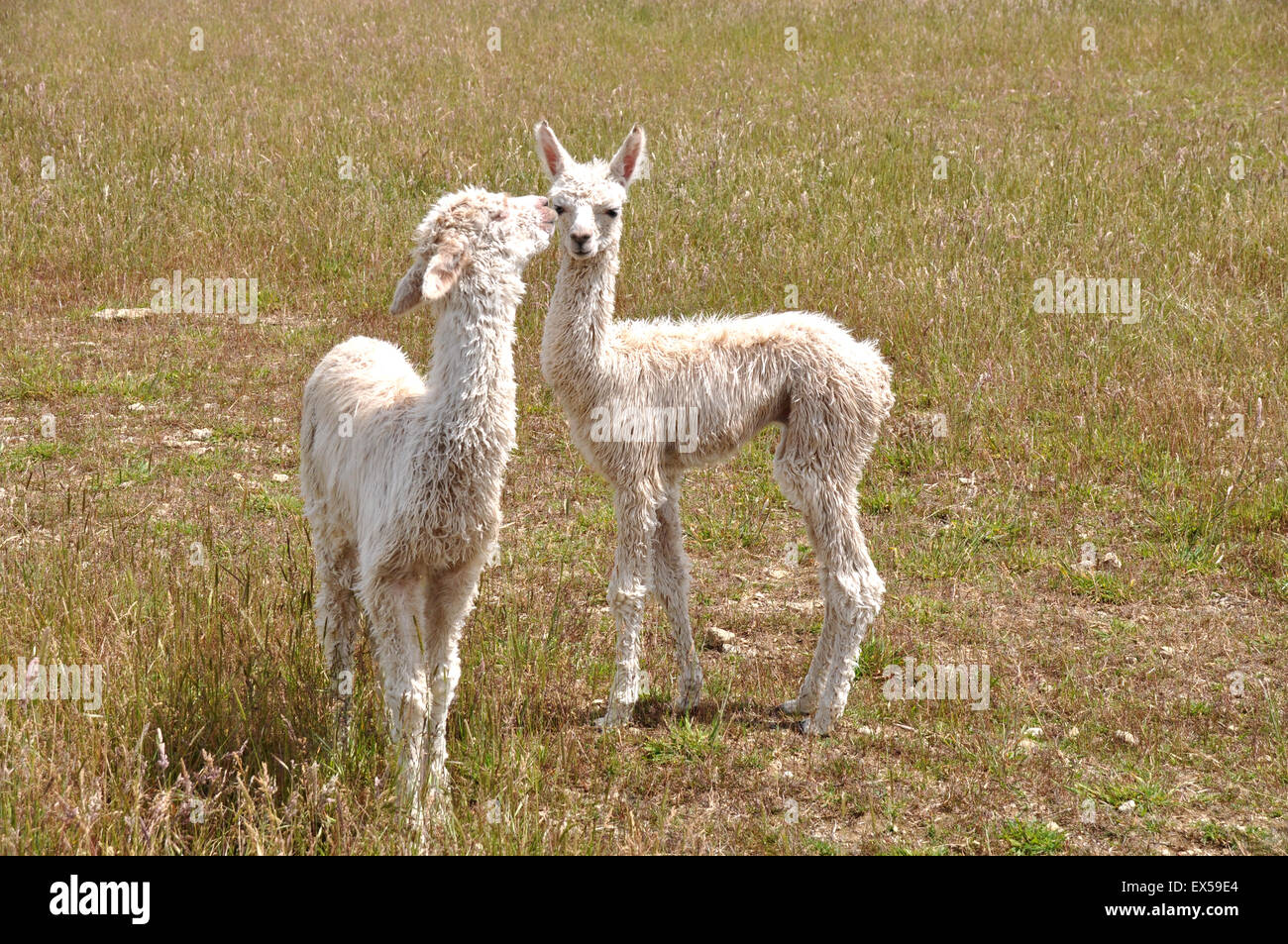 Suri alpaca hi-res stock photography and images - Alamy