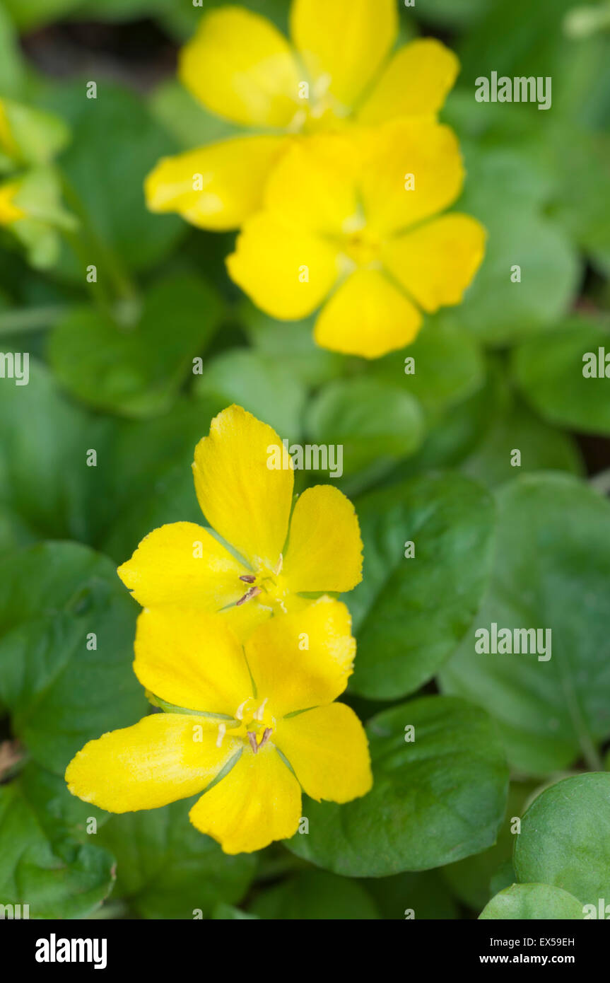Lysimachia nummularia gold hi-res stock photography and images - Alamy
