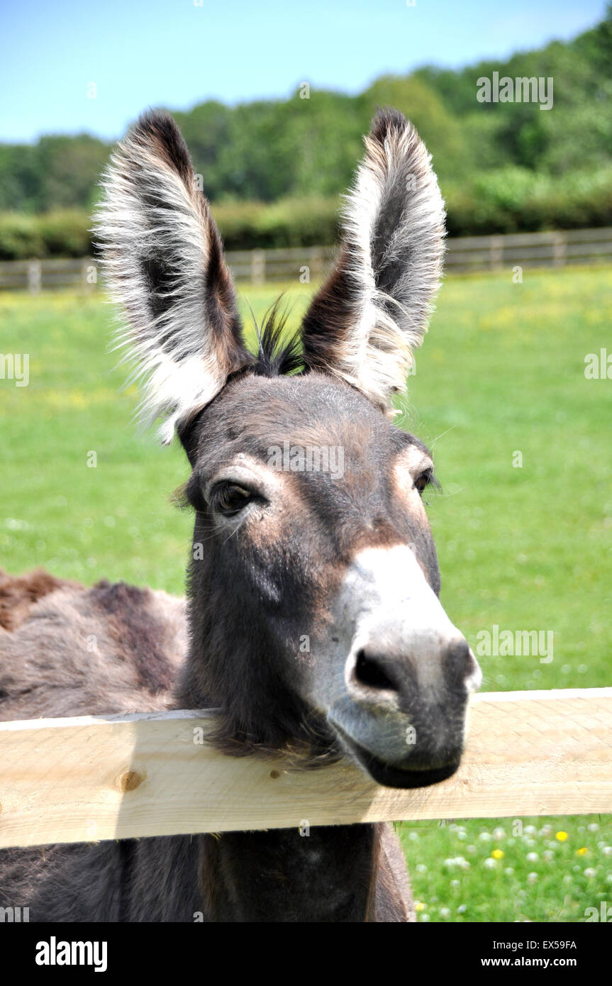 Donkey looking over fence hi-res stock photography and images - Alamy