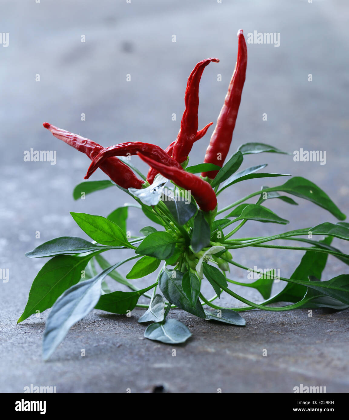 organic red chili pepper with green leaves Stock Photo - Alamy