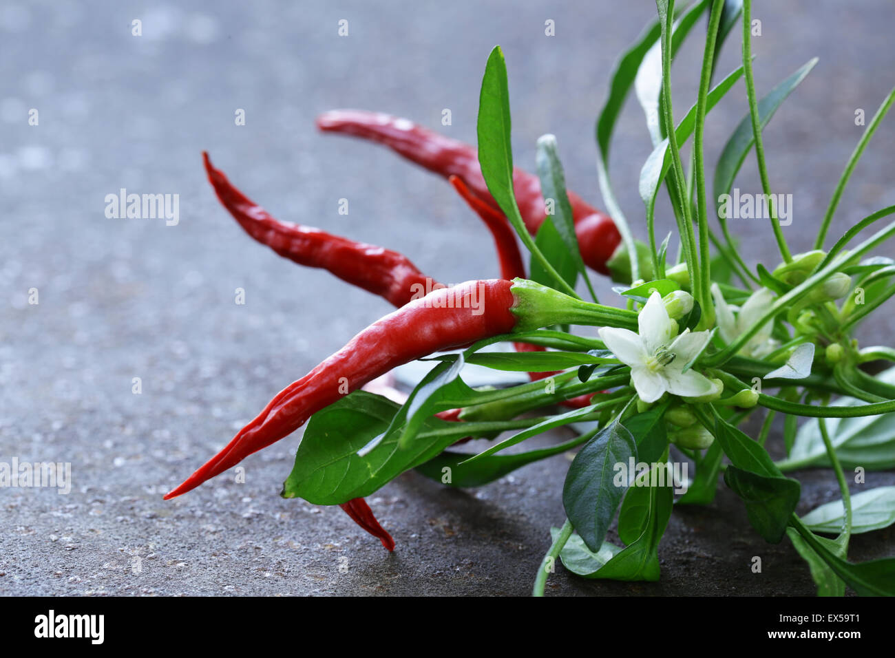 organic red chili pepper with green leaves Stock Photo - Alamy