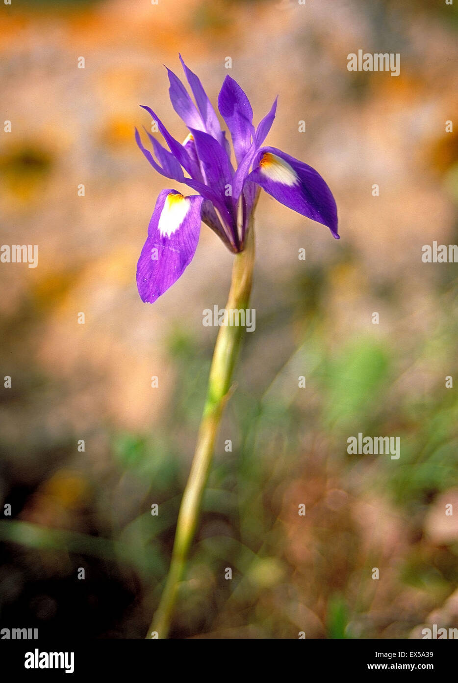 Barbary Nut flower Stock Photo - Alamy