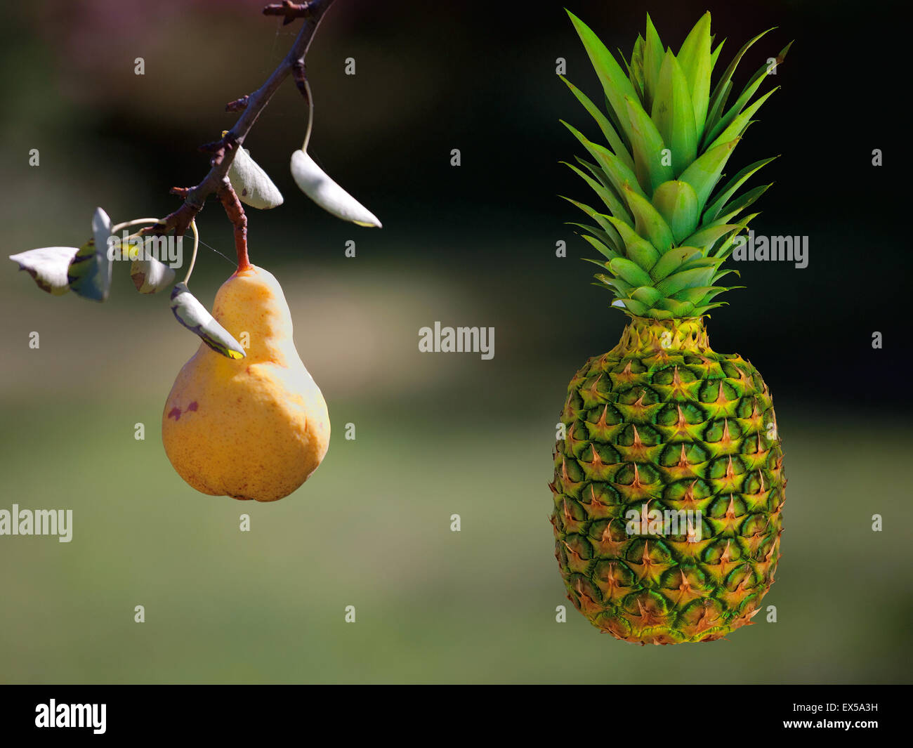 Pear & Pineapple Stock Photo - Alamy