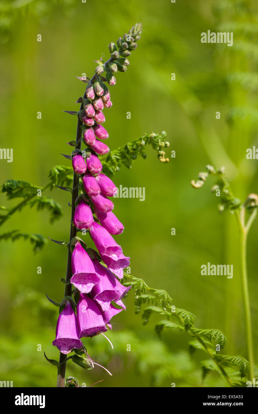 Wild foxglove hi-res stock photography and images - Alamy