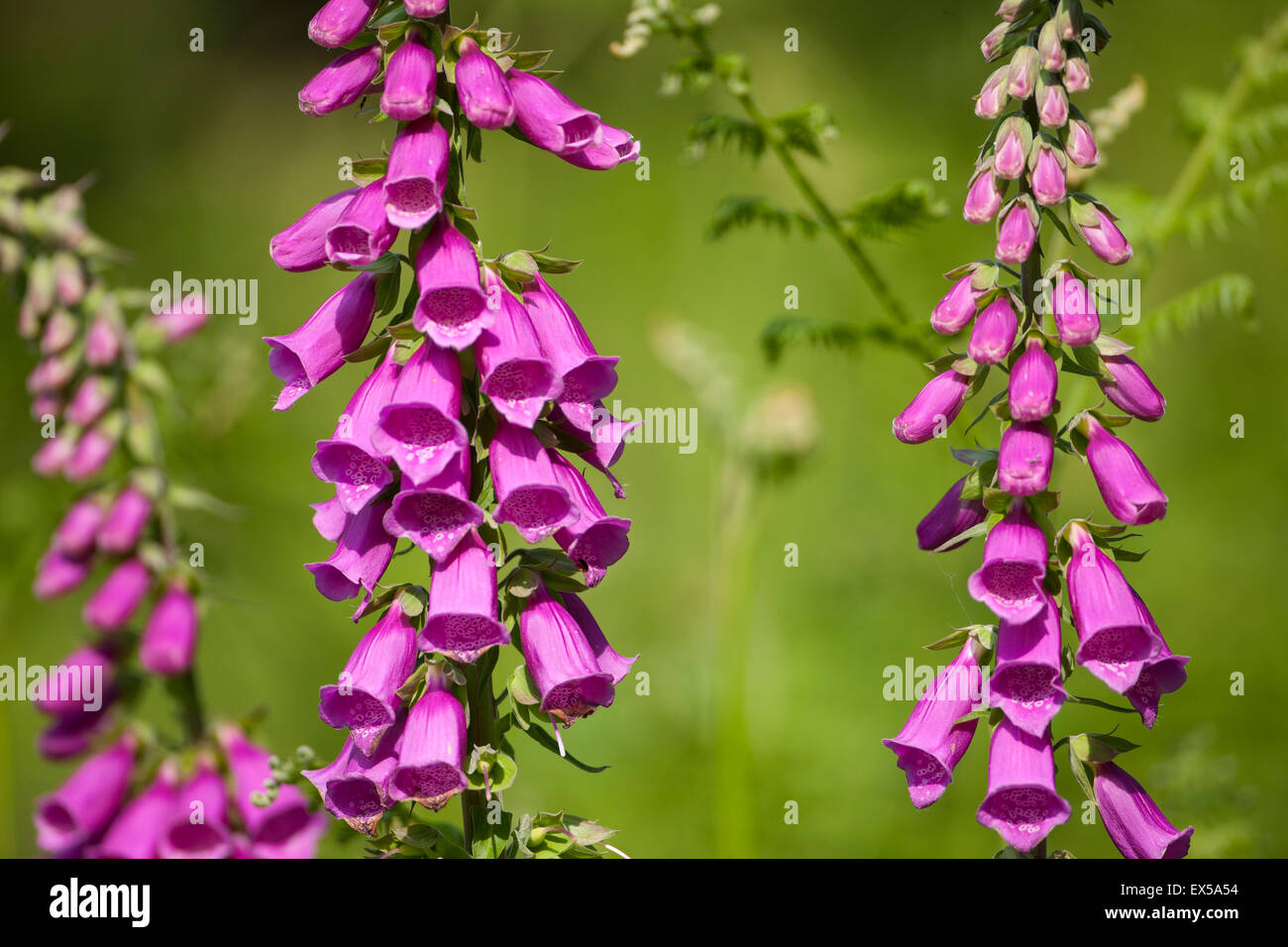 A wild Foxglove flower Stock Photo - Alamy