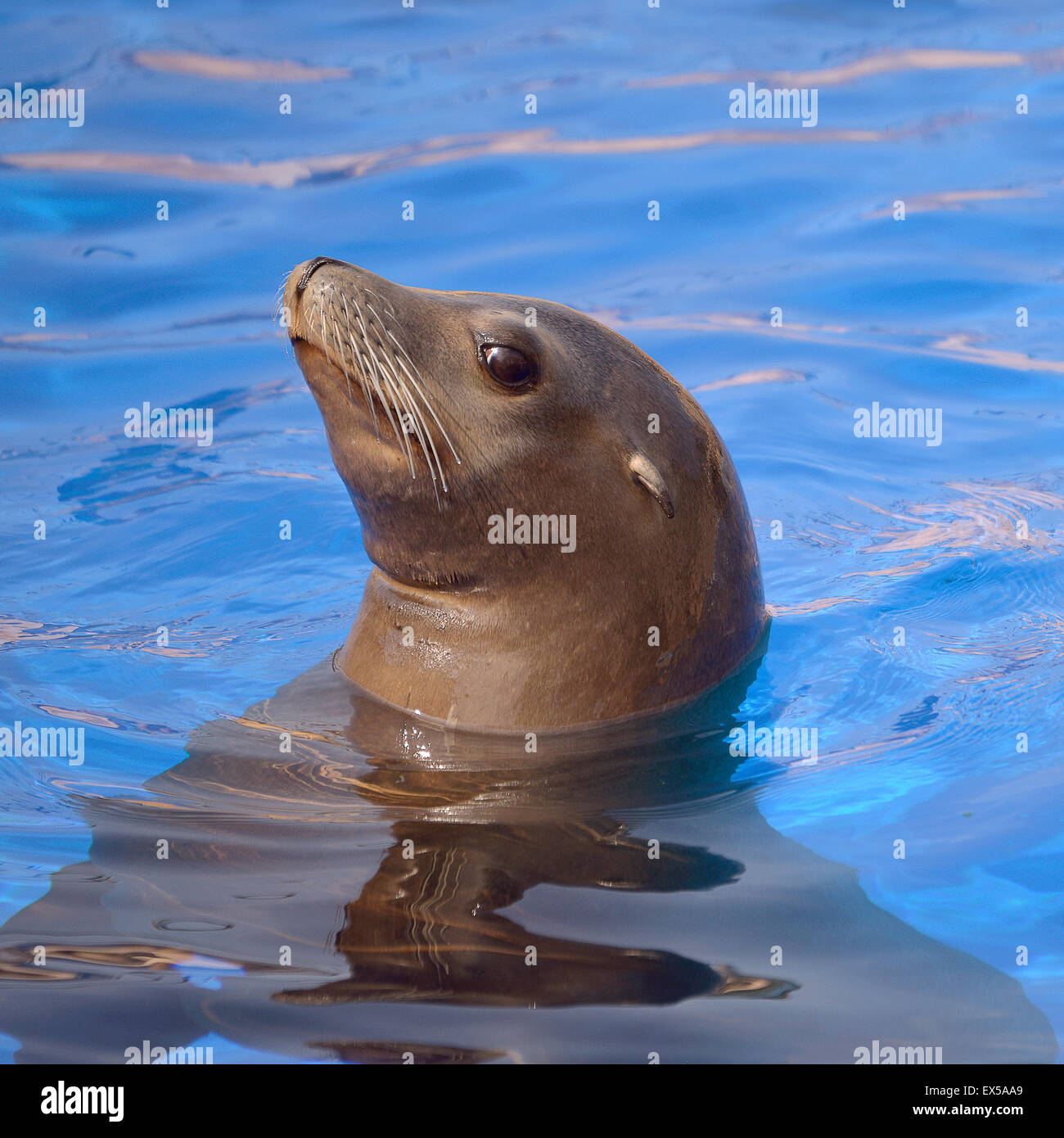 Portrait California Sea Lion Stock Photo - Alamy