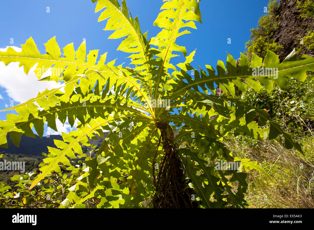 ESP, Spain, the Canary Islands, island of La Palma, national park ...