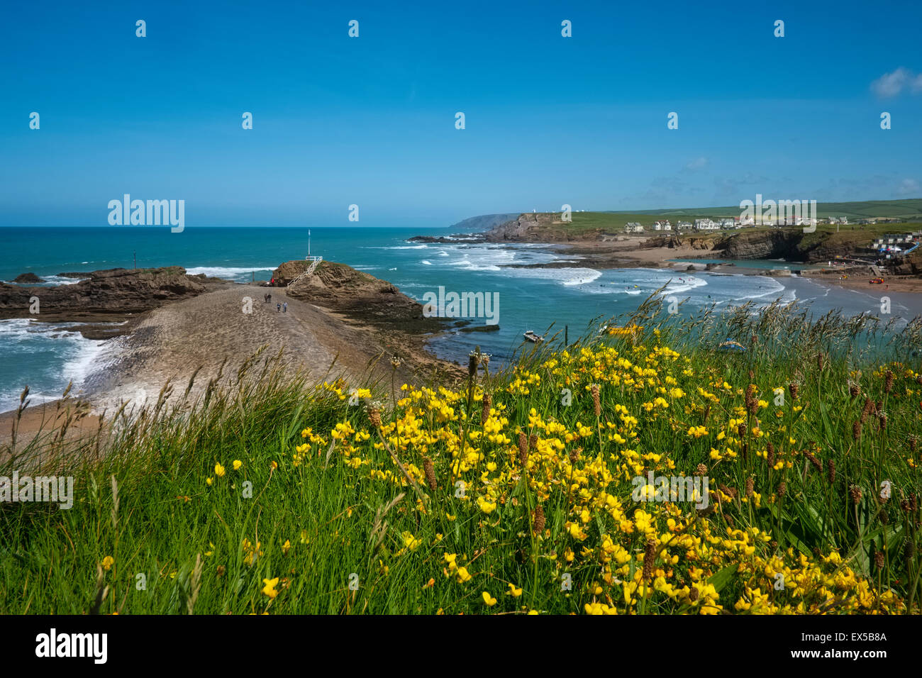 Cornwall coast flowers hi-res stock photography and images - Alamy