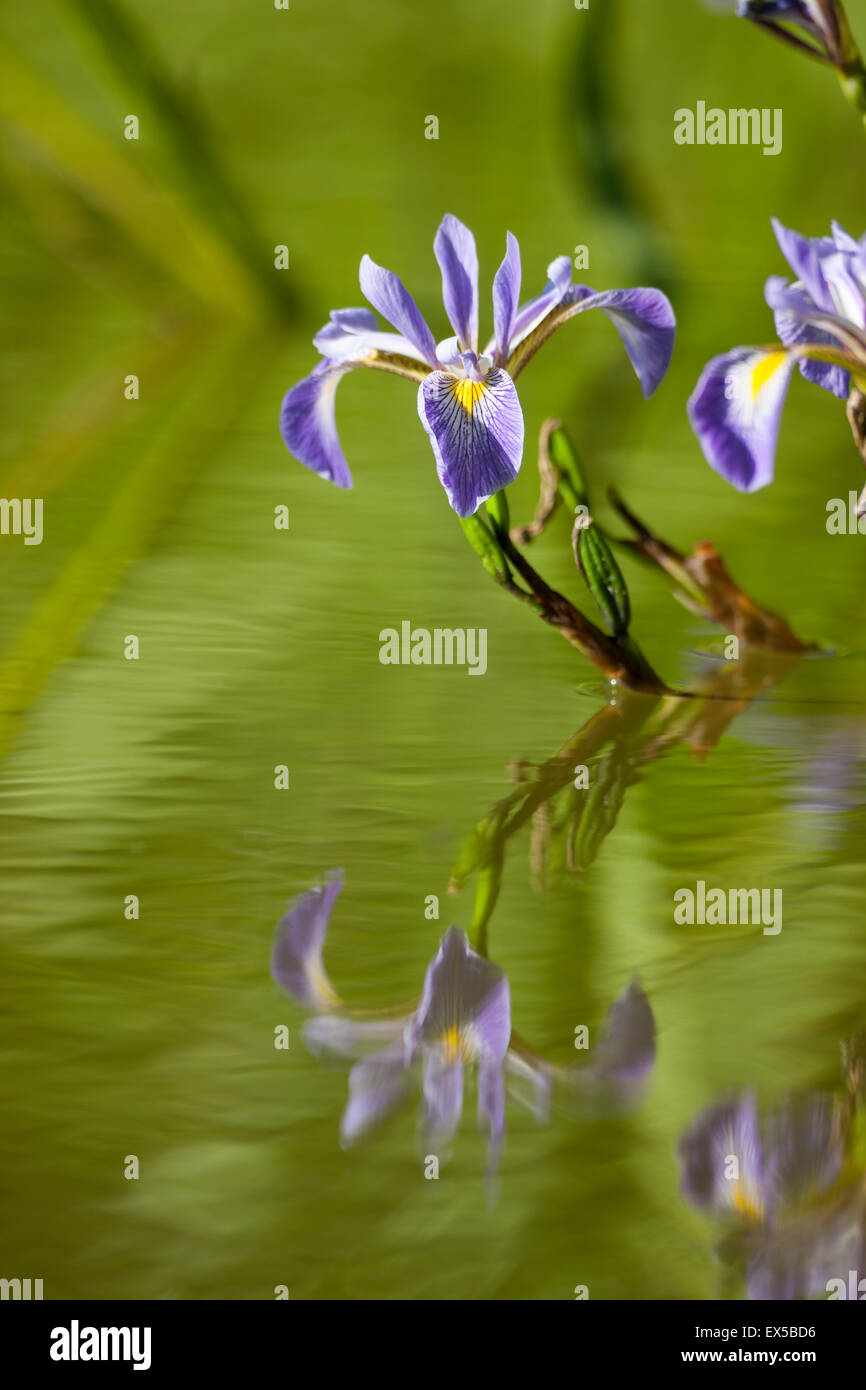 Stinking Iris Plant Stock Photo - Alamy