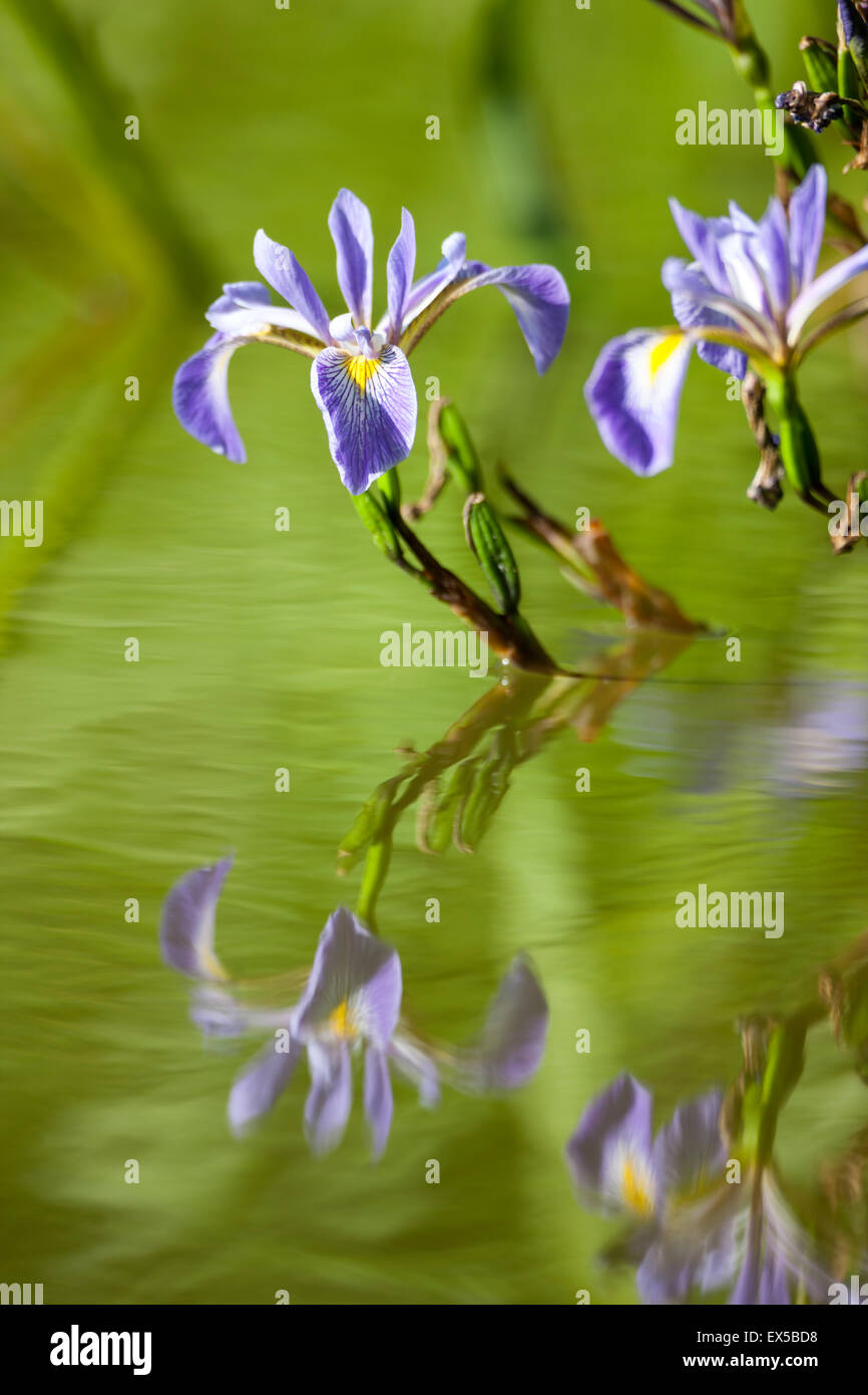 Stinking Iris Plant High Resolution Stock Photography and Images - Alamy