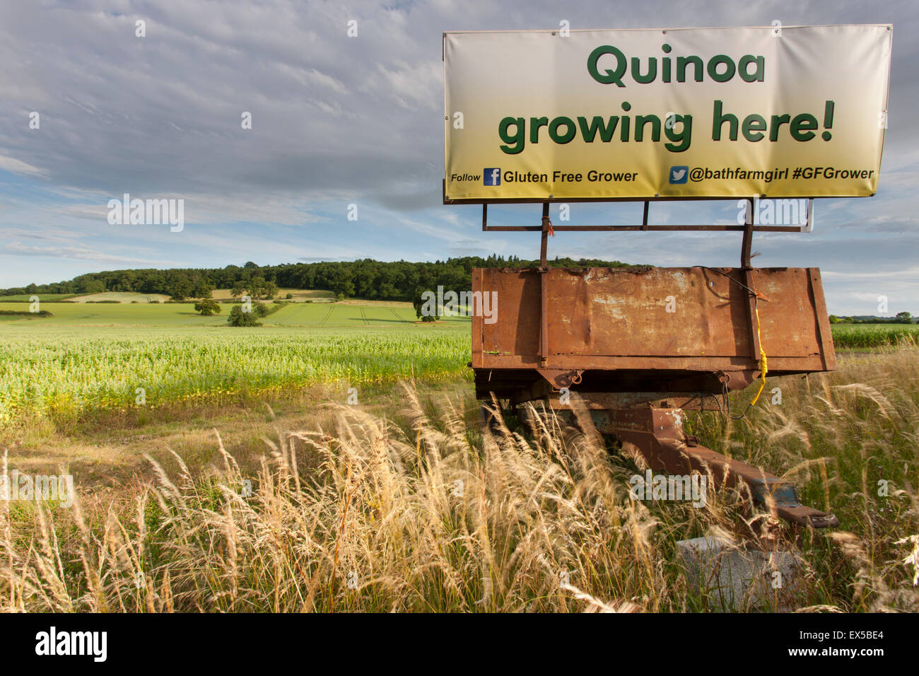 Quinoa farming hi-res stock photography and images - Alamy