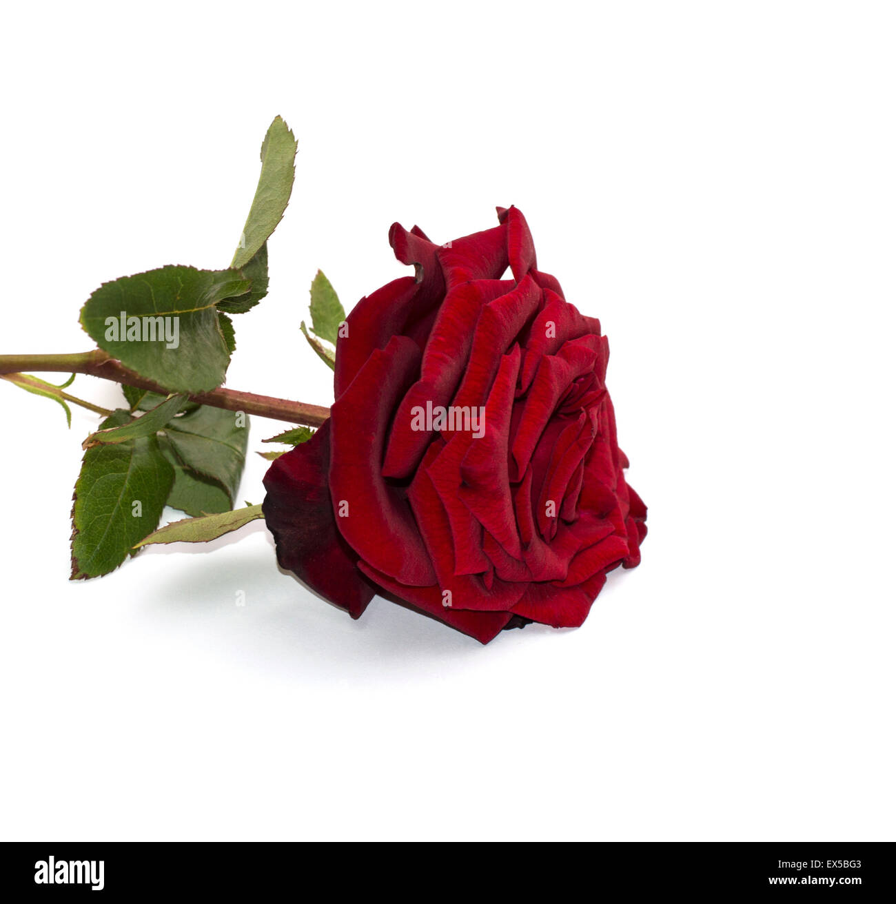 rose bright scarlet close up Stock Photo - Alamy