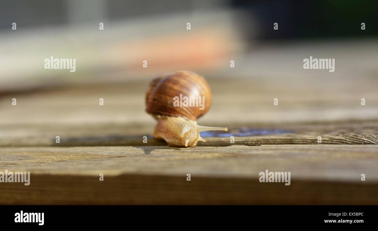 One snail hi-res stock photography and images - Alamy
