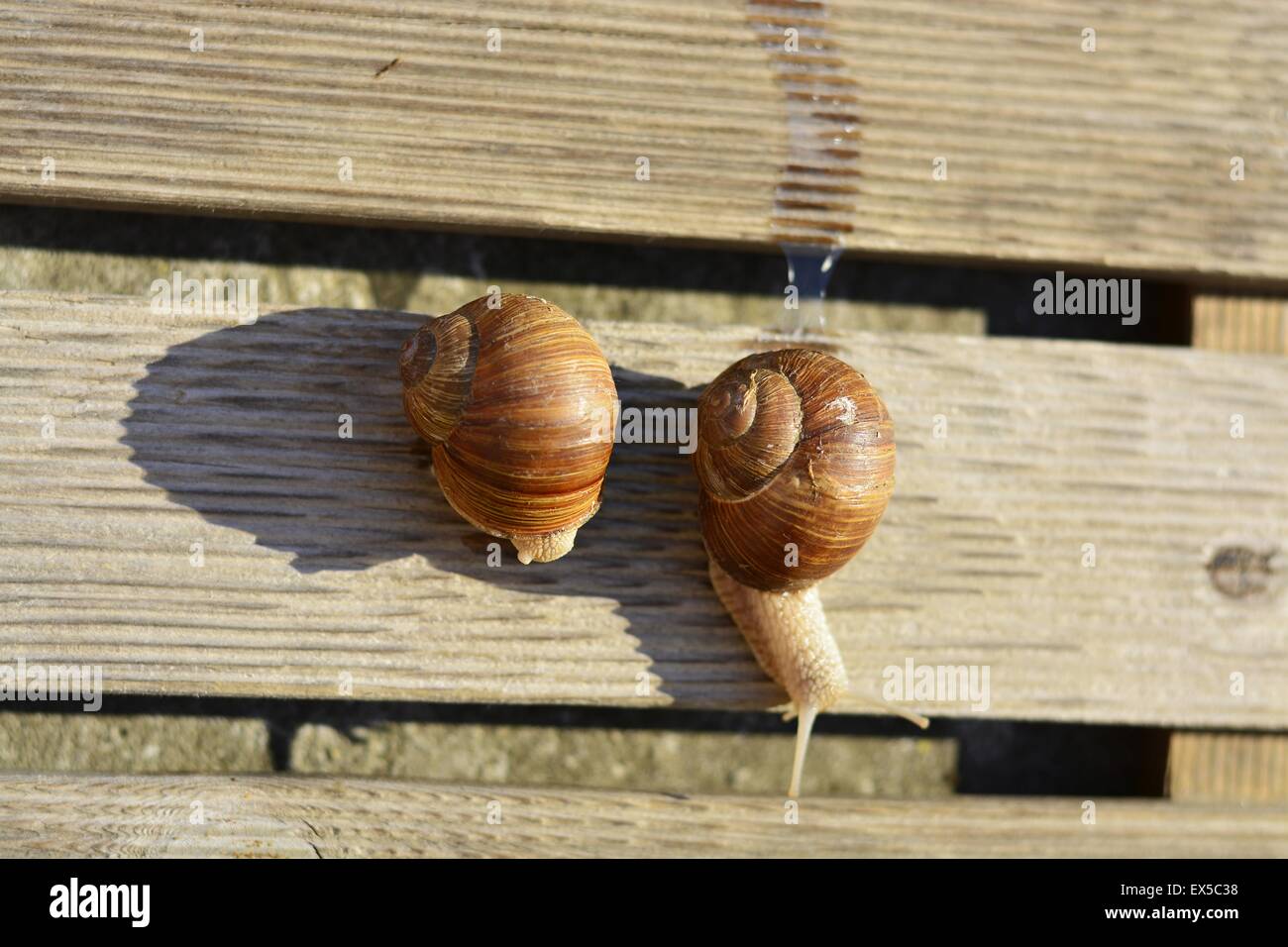 Snails and mucus hi-res stock photography and images - Alamy