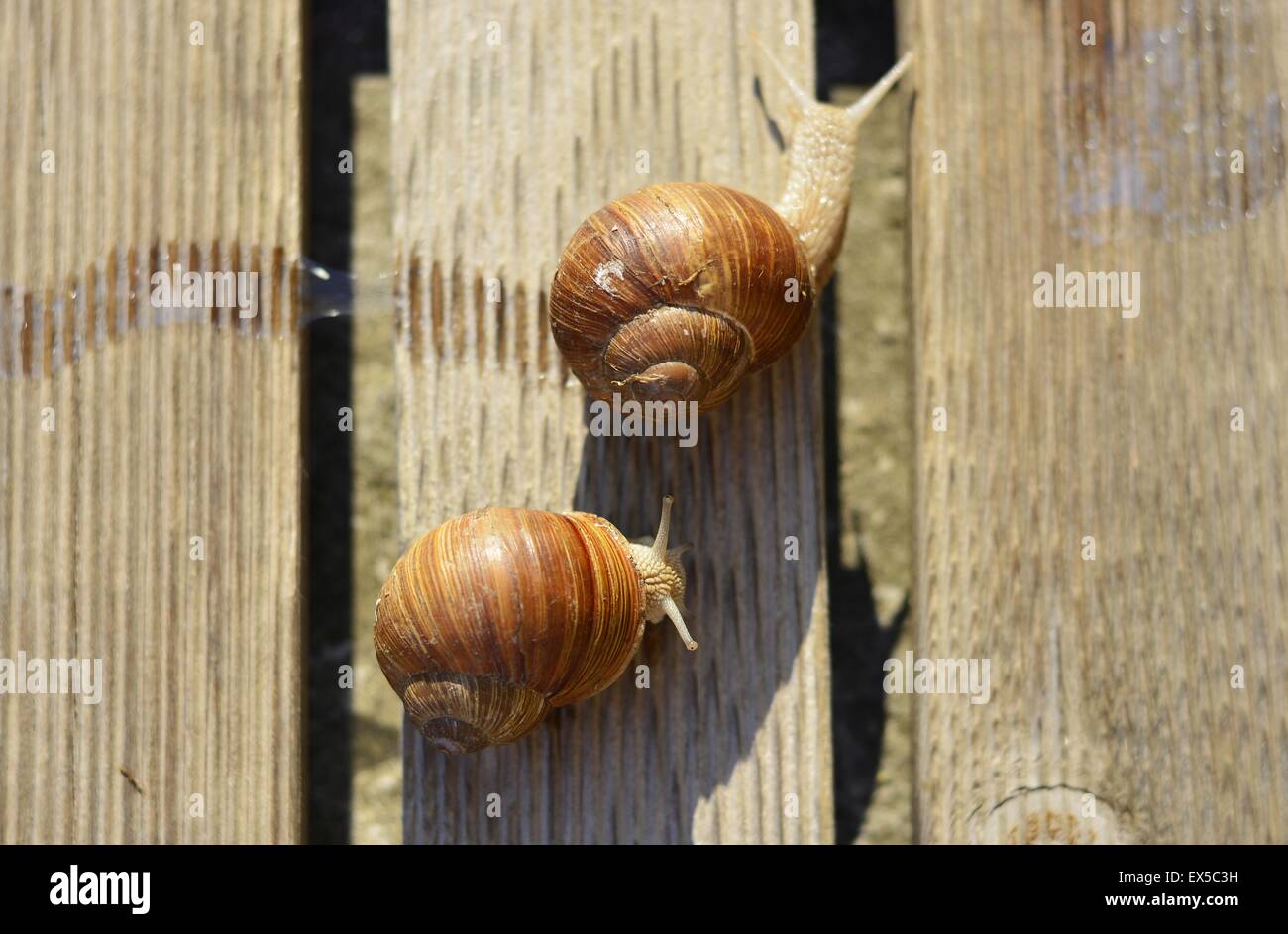 Two snails hi-res stock photography and images - Alamy