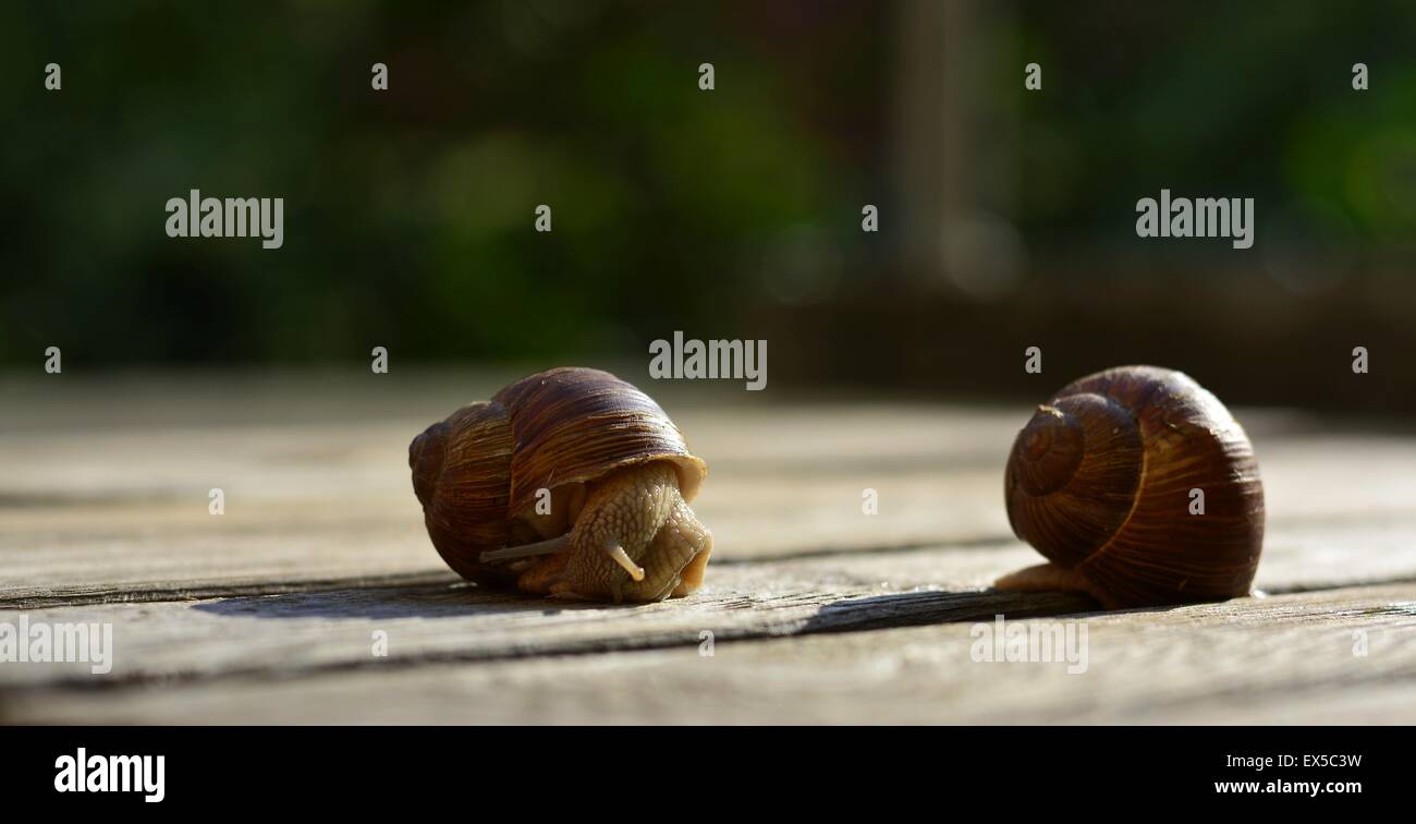 House of the snails hi-res stock photography and images - Alamy