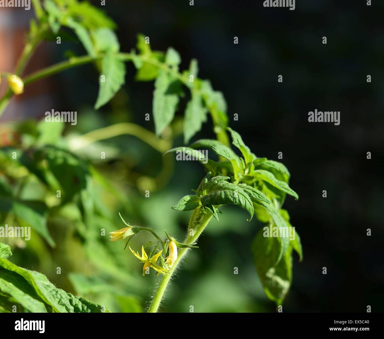 Tomatoes With Stems High Resolution Stock Photography and Images - Alamy