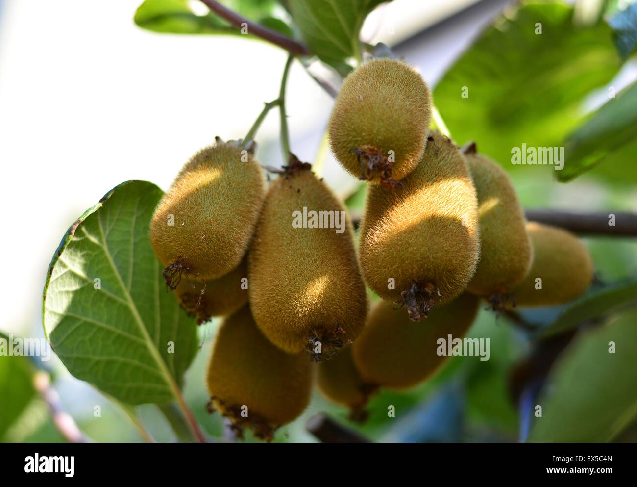 Kiwi on the tree Stock Photo - Alamy