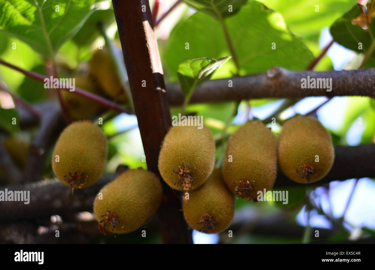 Kiwi on the tree Stock Photo - Alamy