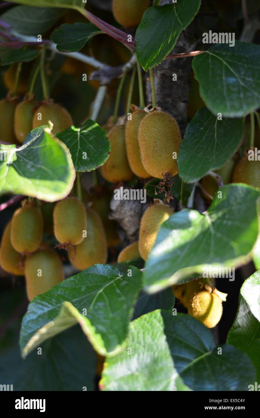 Kiwi on the tree Stock Photo - Alamy