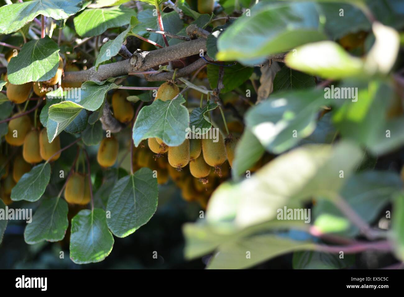 Kiwi on the tree Stock Photo - Alamy