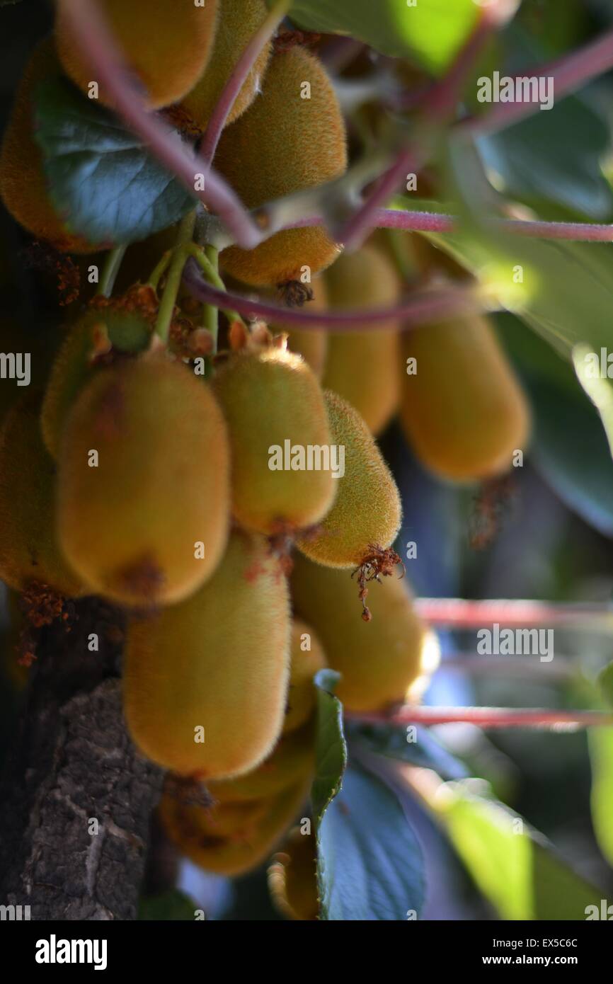Kiwi on the tree Stock Photo - Alamy