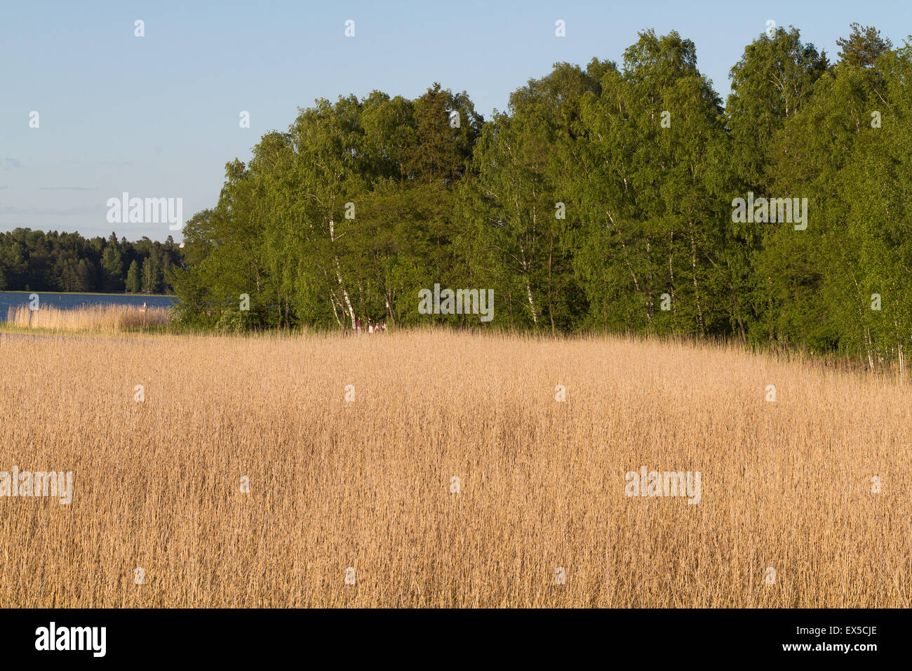 The forest meeting with the sea which is covered by yellow reeds, Espoo ...