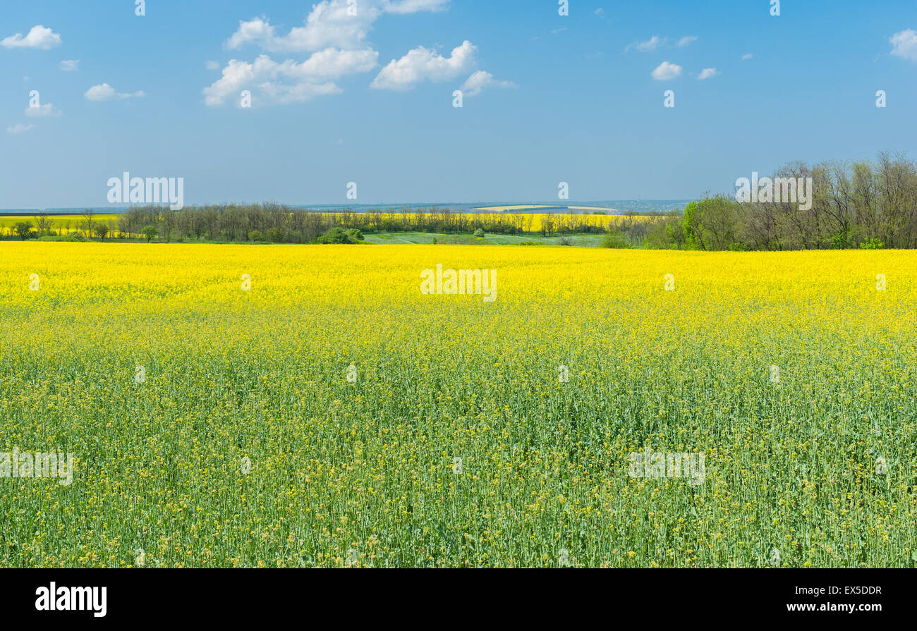 Spring landscape with flowering rape-seed fields in central Ukraine ...