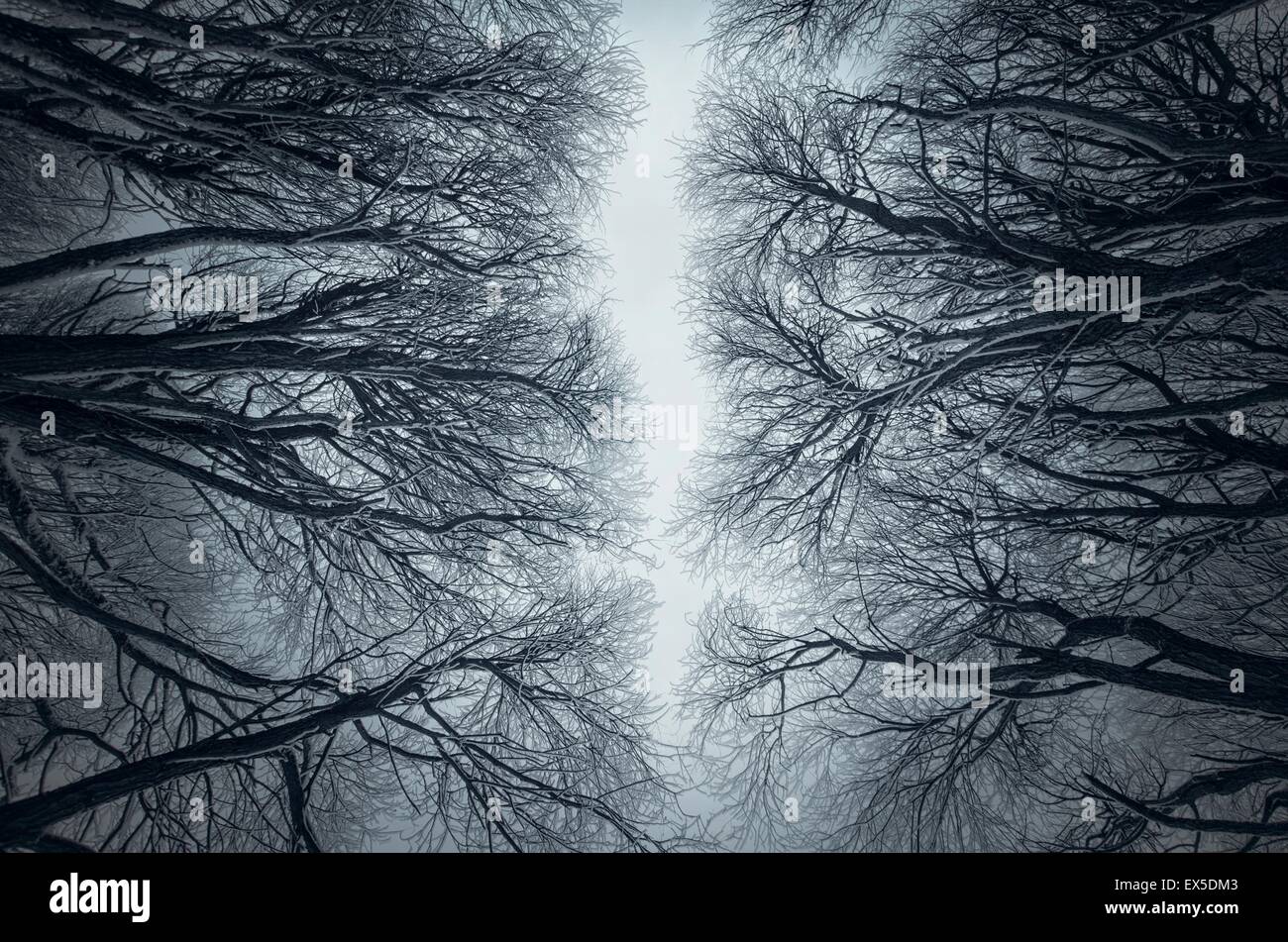 Photo of winter trees Stock Photo - Alamy