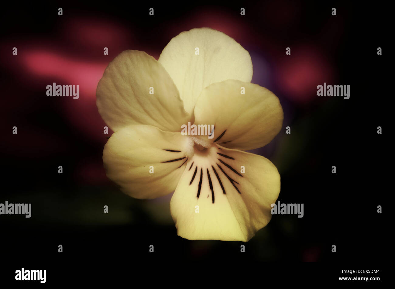 Viola beauty hi-res stock photography and images - Alamy