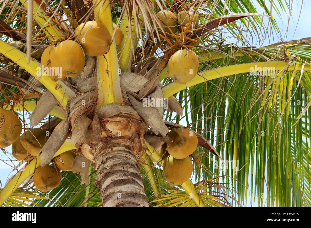 Coconut tree at a San Blas-island in the Caribbean Sea, Panama Stock ...