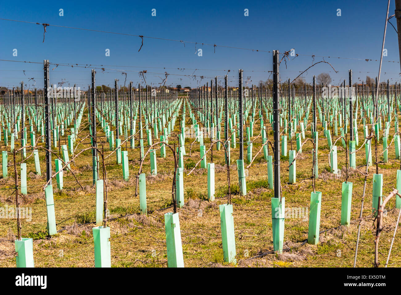 fields of newly planted orchards and organized into geometric rows ...