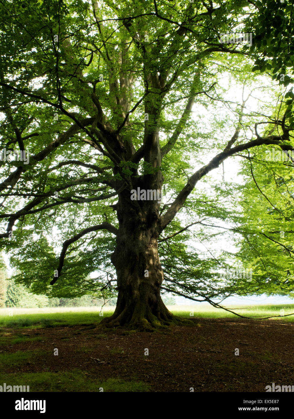 Beech tree Fagus sylvatica Stock Photo - Alamy