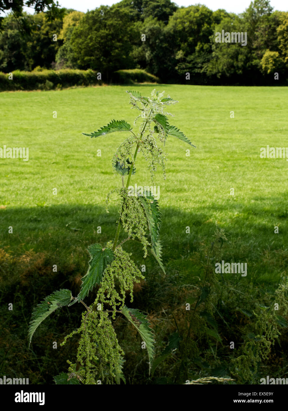 Common stinging nettle Urtica dioica Stock Photo - Alamy