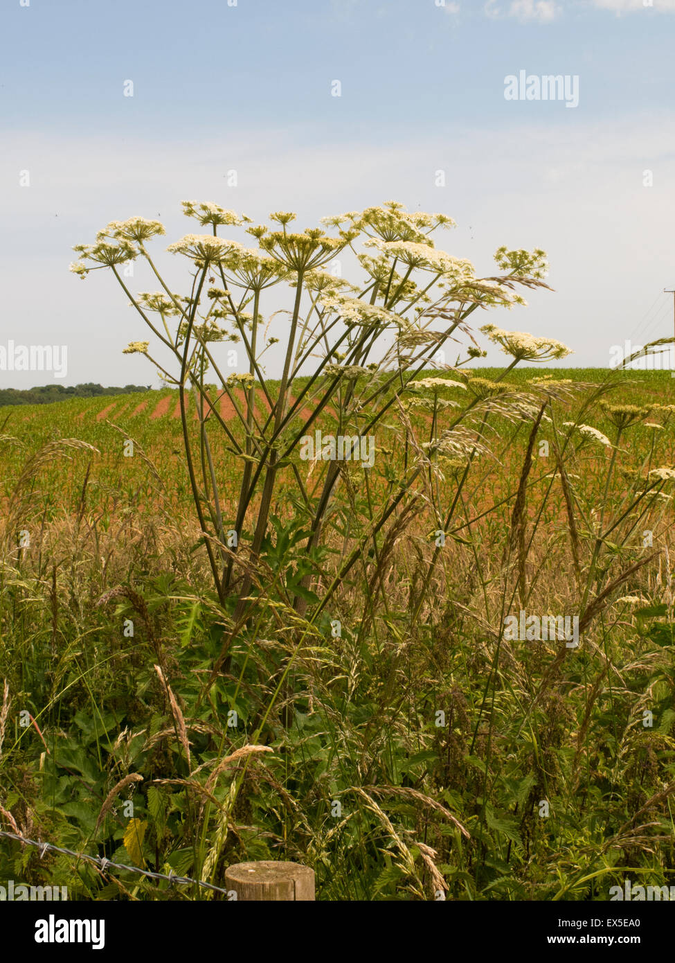 Common Hogweed Heracleum sphondylium Stock Photo - Alamy