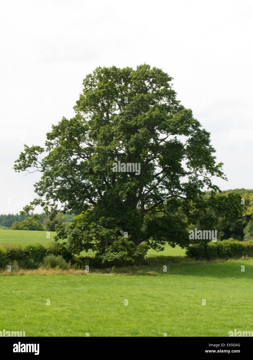 Specimen oak tree quercus robur hi-res stock photography and images - Alamy