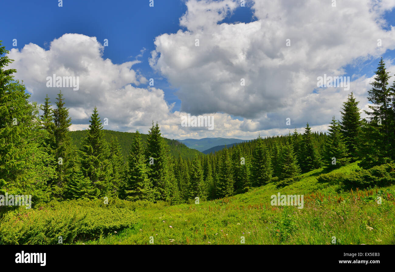 Mountain forest in summer Stock Photo - Alamy