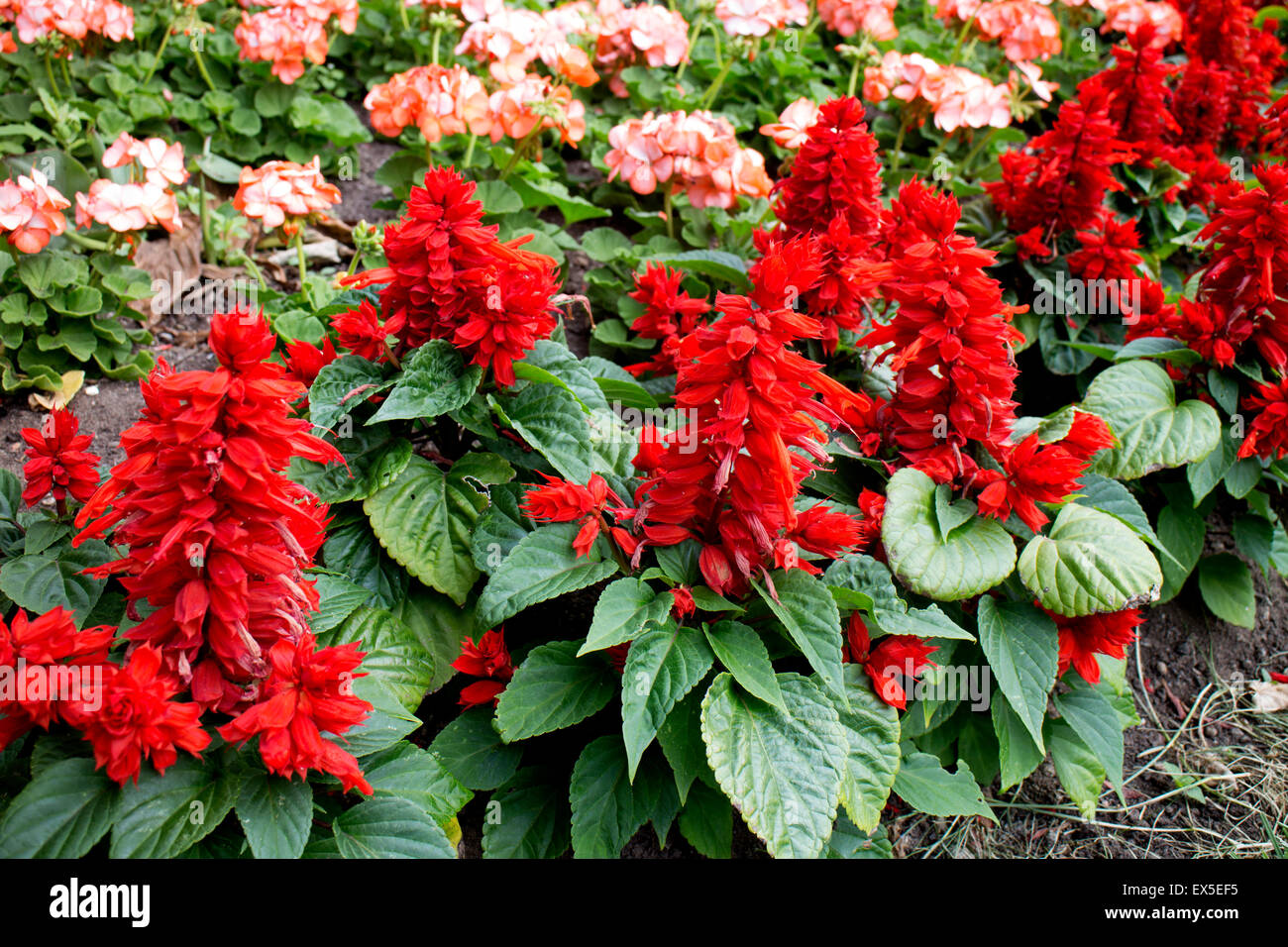 Salvia Vanguard in summer bedding Stock Photo - Alamy
