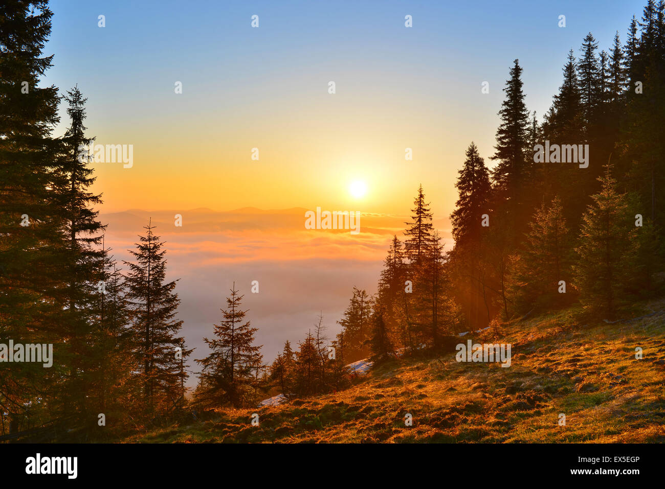 Spring forest sunrise forest rising sun morning forest hi-res stock ...