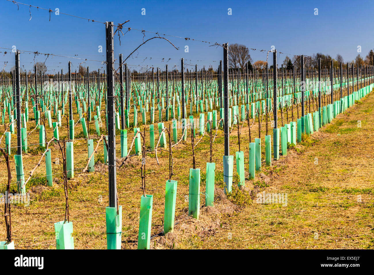 fields of newly planted orchards and organized into geometric rows ...