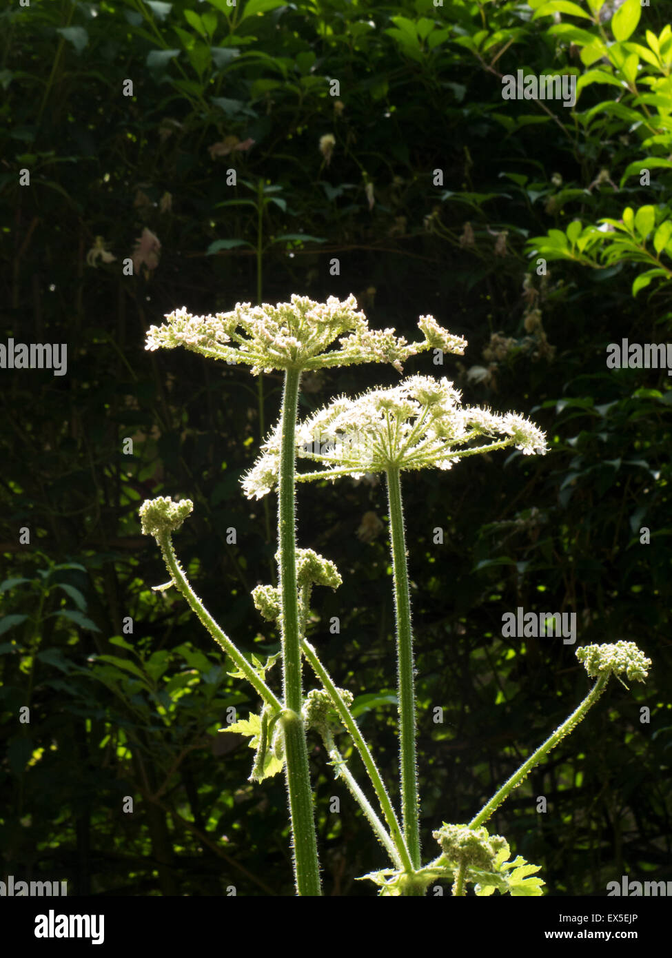 Common Hogweed Heracleum sphondylium flower heads Stock Photo - Alamy