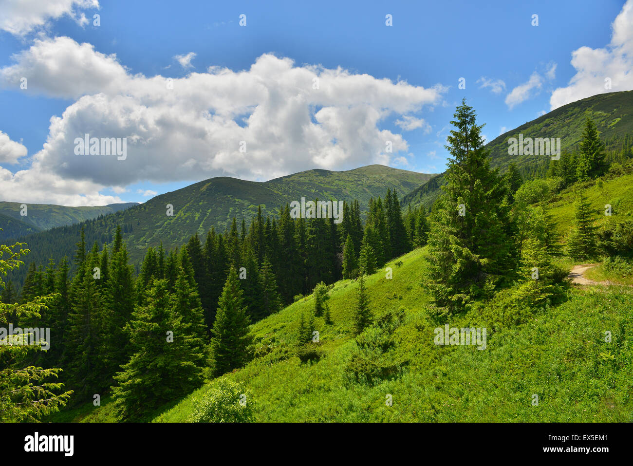 Summer green coniferous forest mountains hi-res stock photography and ...