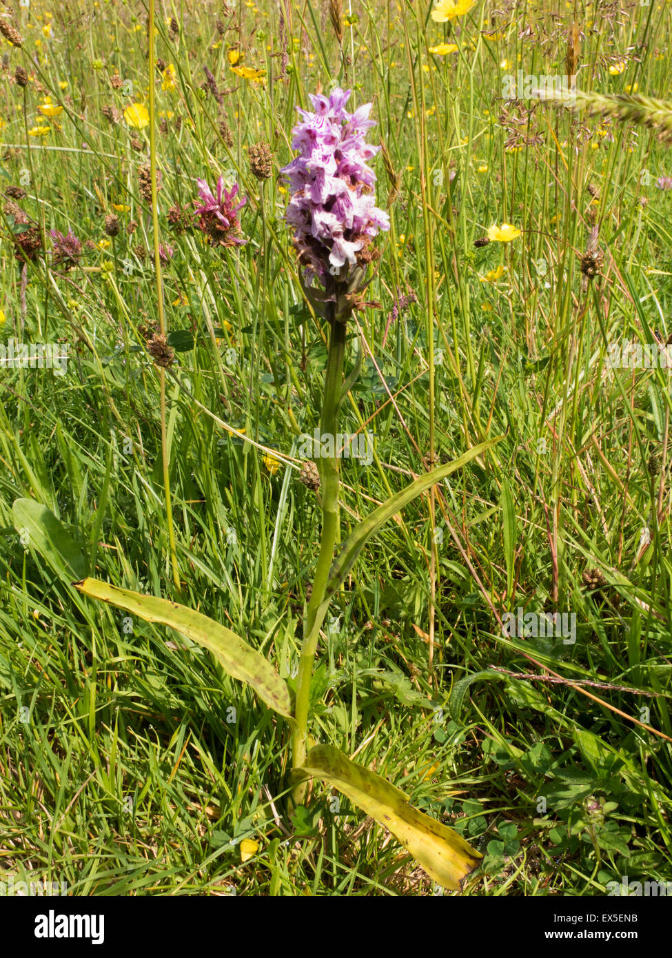 Common spotted orchid growing on Bromyard downs Herefordshire UK Stock ...