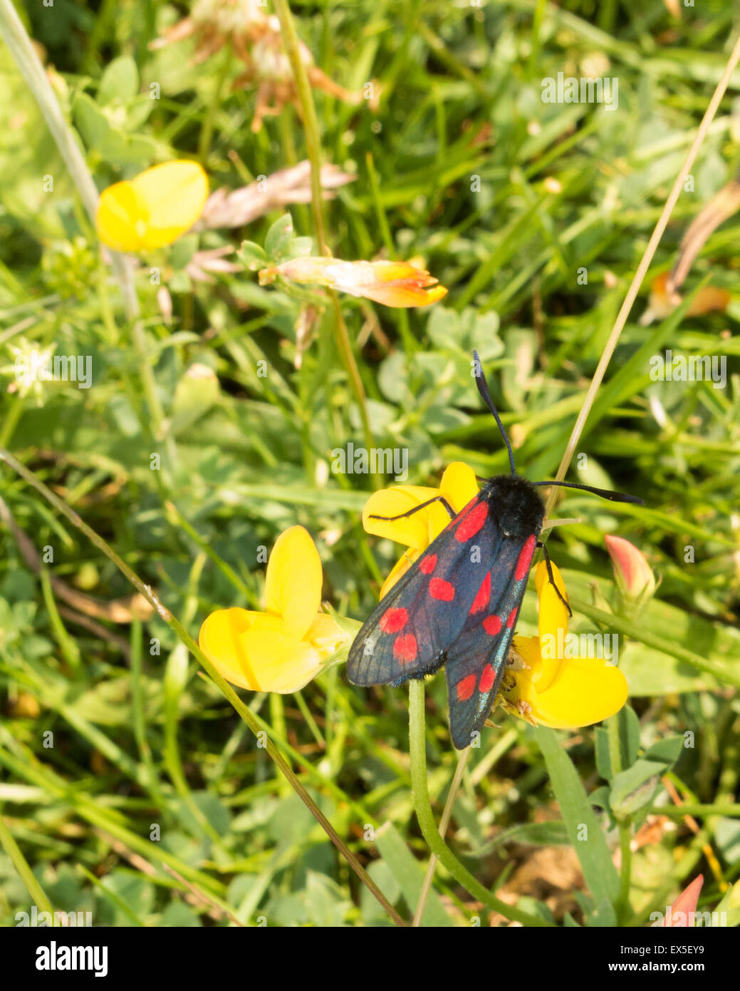 6-spotted Burnet Moth Stock Photo - Alamy